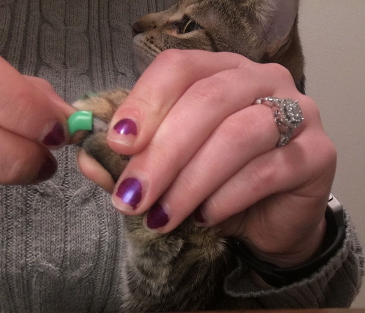 How to Put on Cat Nail Caps : 6 Steps - Instructables