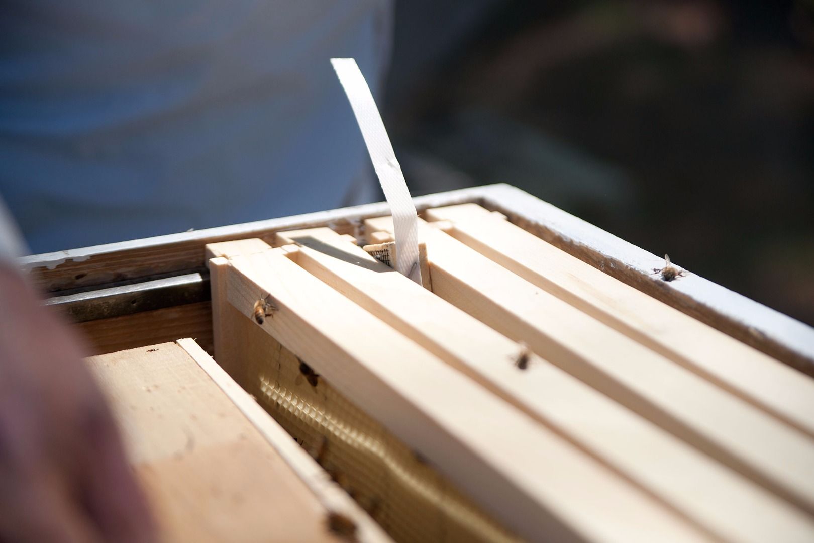 Start a Back Yard Honey Bee Hive : 10 Steps (with Pictures) - Instructables