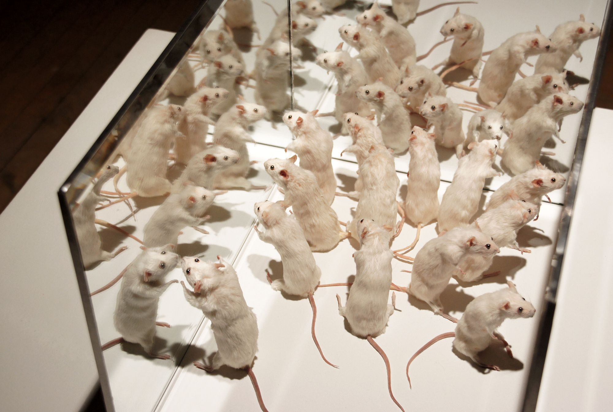 Mouse Taxidermy : 27 Steps (with Pictures) - Instructables