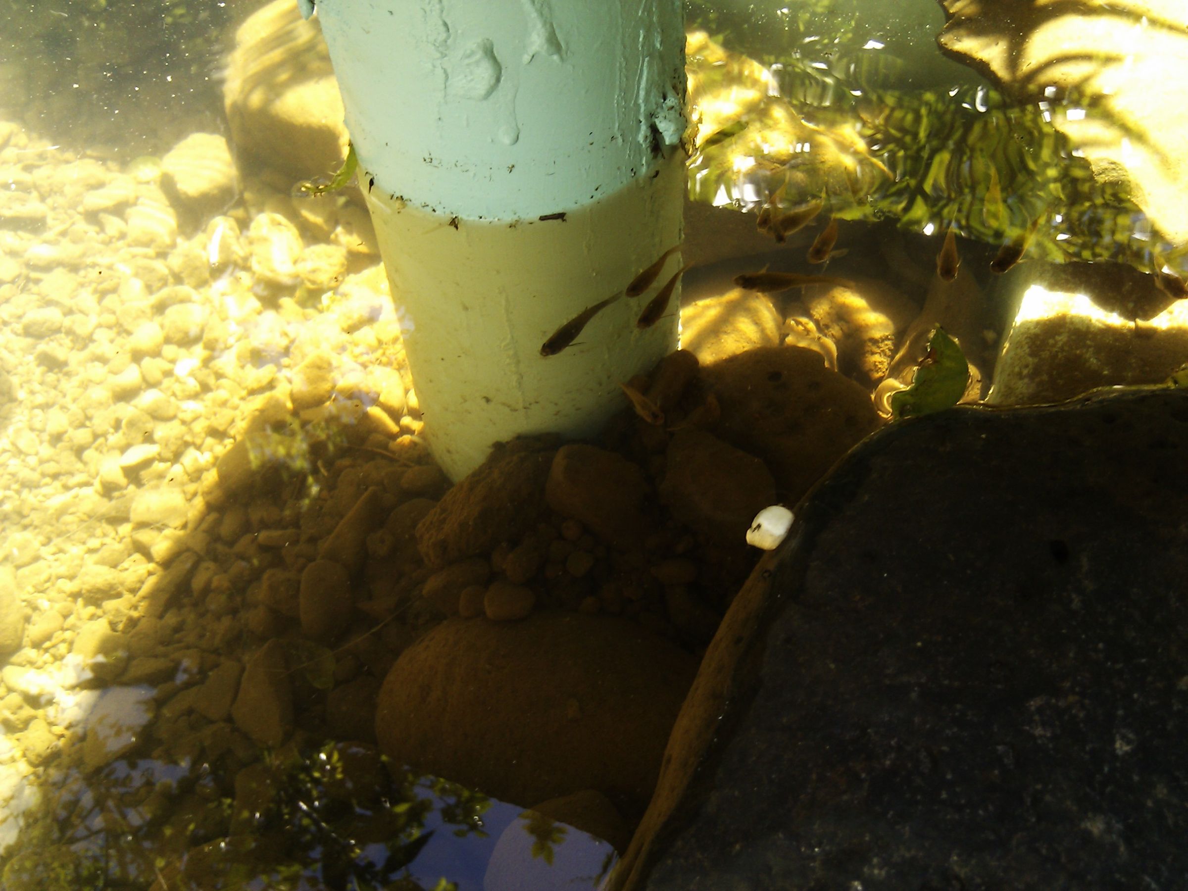 Concrete Pond : 9 Steps (with Pictures) - Instructables