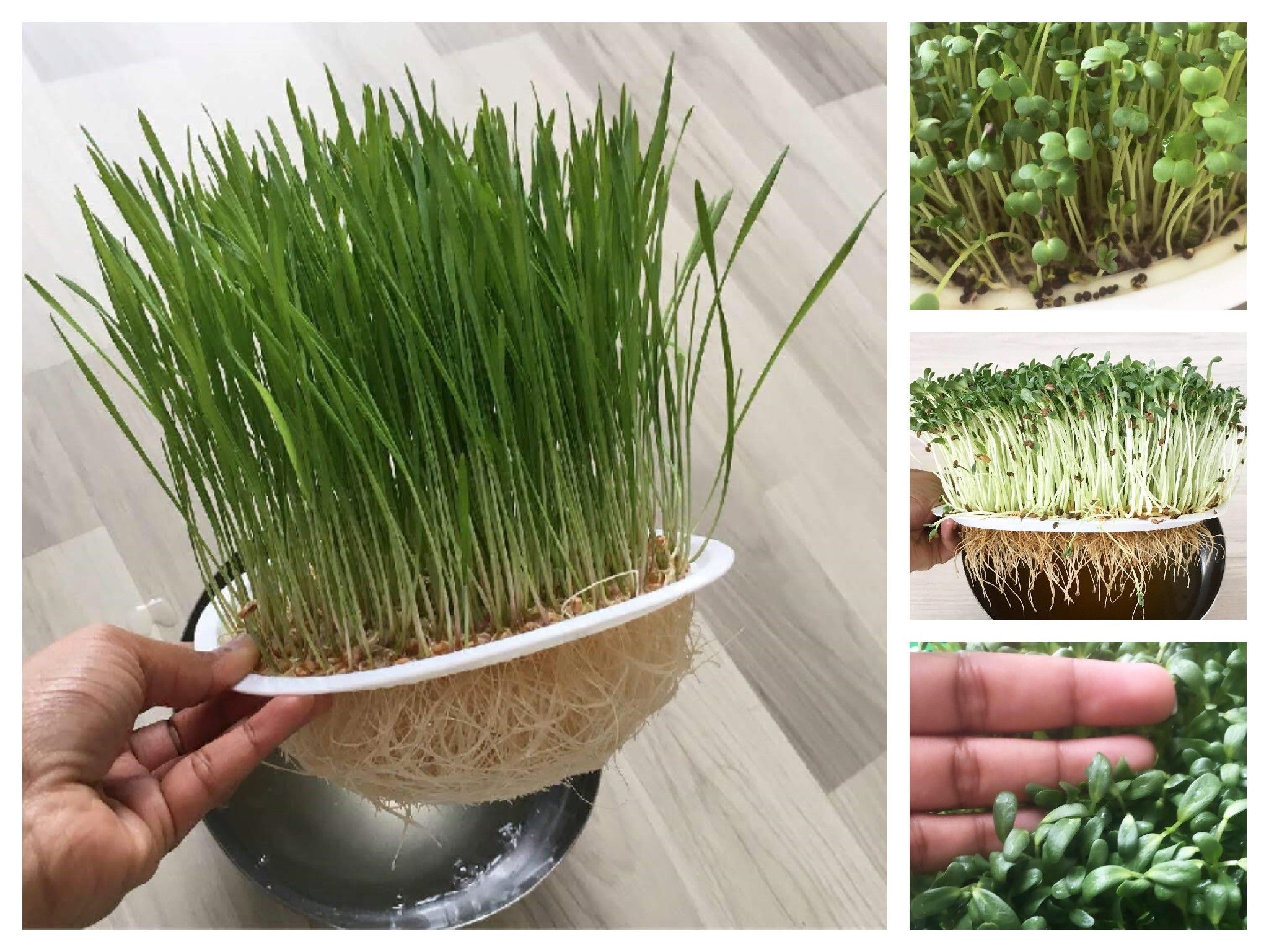 Hydroponic Microgreens Year Round Indoor Garden : 6 Steps (with ...