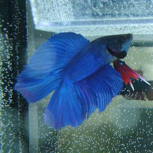 How to Properly Care for a Betta : 7 Steps - Instructables