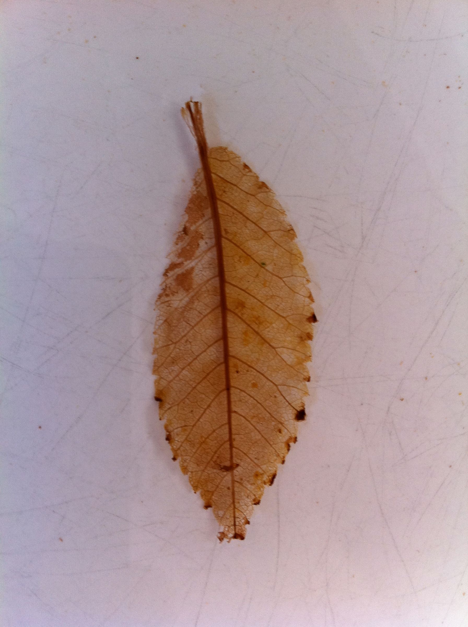 Leaf Skeletonization : 6 Steps - Instructables