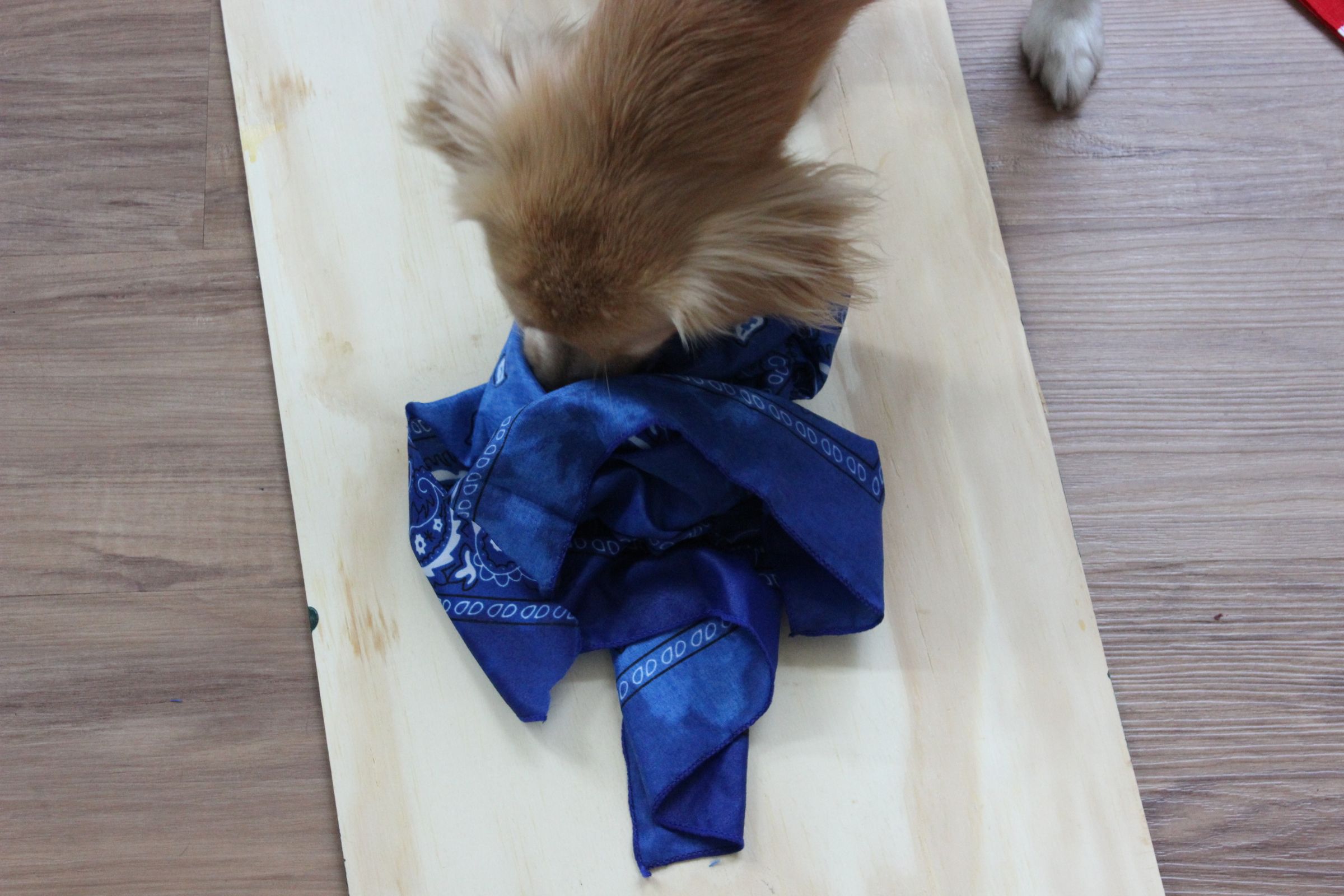 Dog (Or Human) Bandanna Ice Pack : 10 Steps (with Pictures) - Instructables