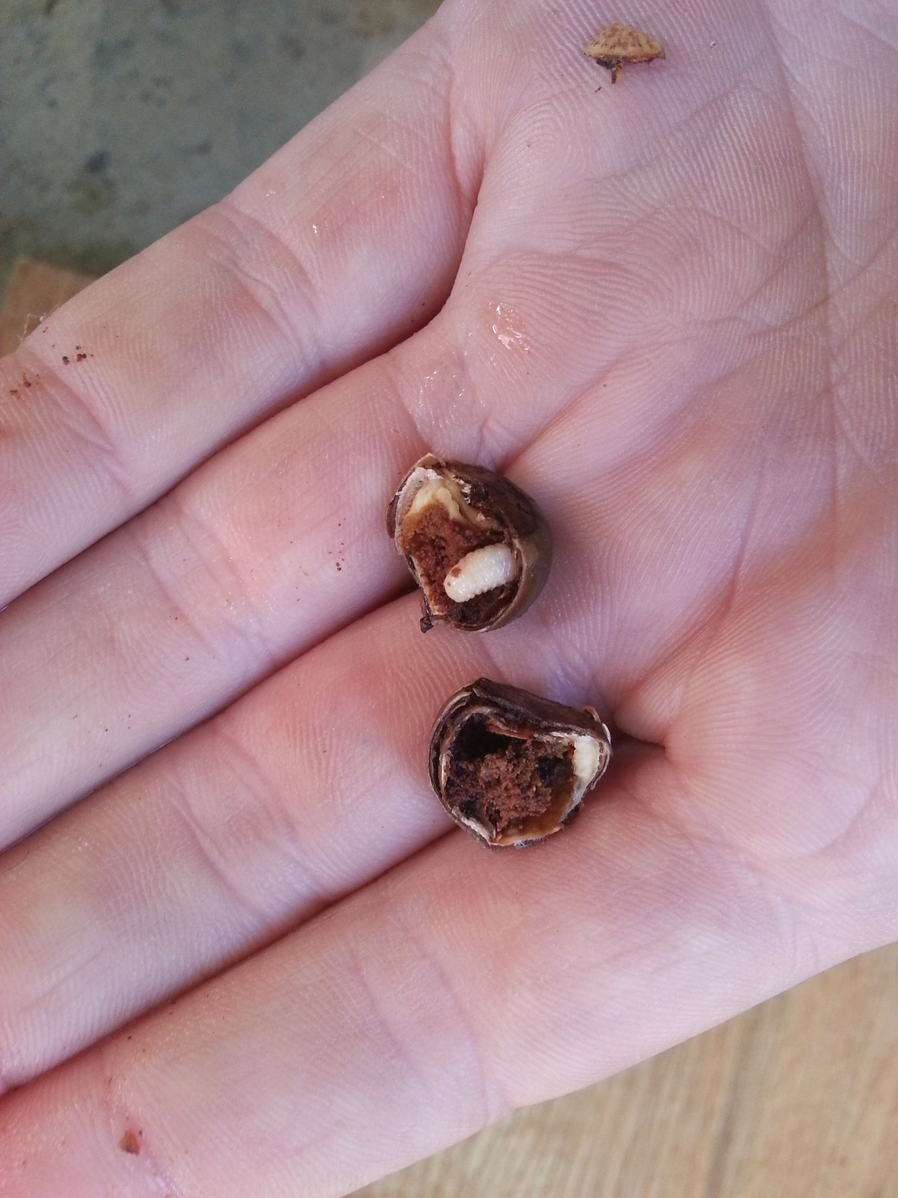 Processing Common Tree Foods: Acorns, Black Walnuts, Hickory Nuts ...