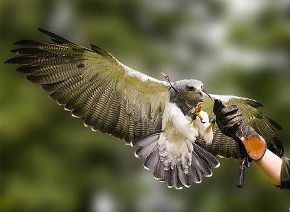 Wild Raptors - Bird Handling : 11 Steps (with Pictures) - Instructables