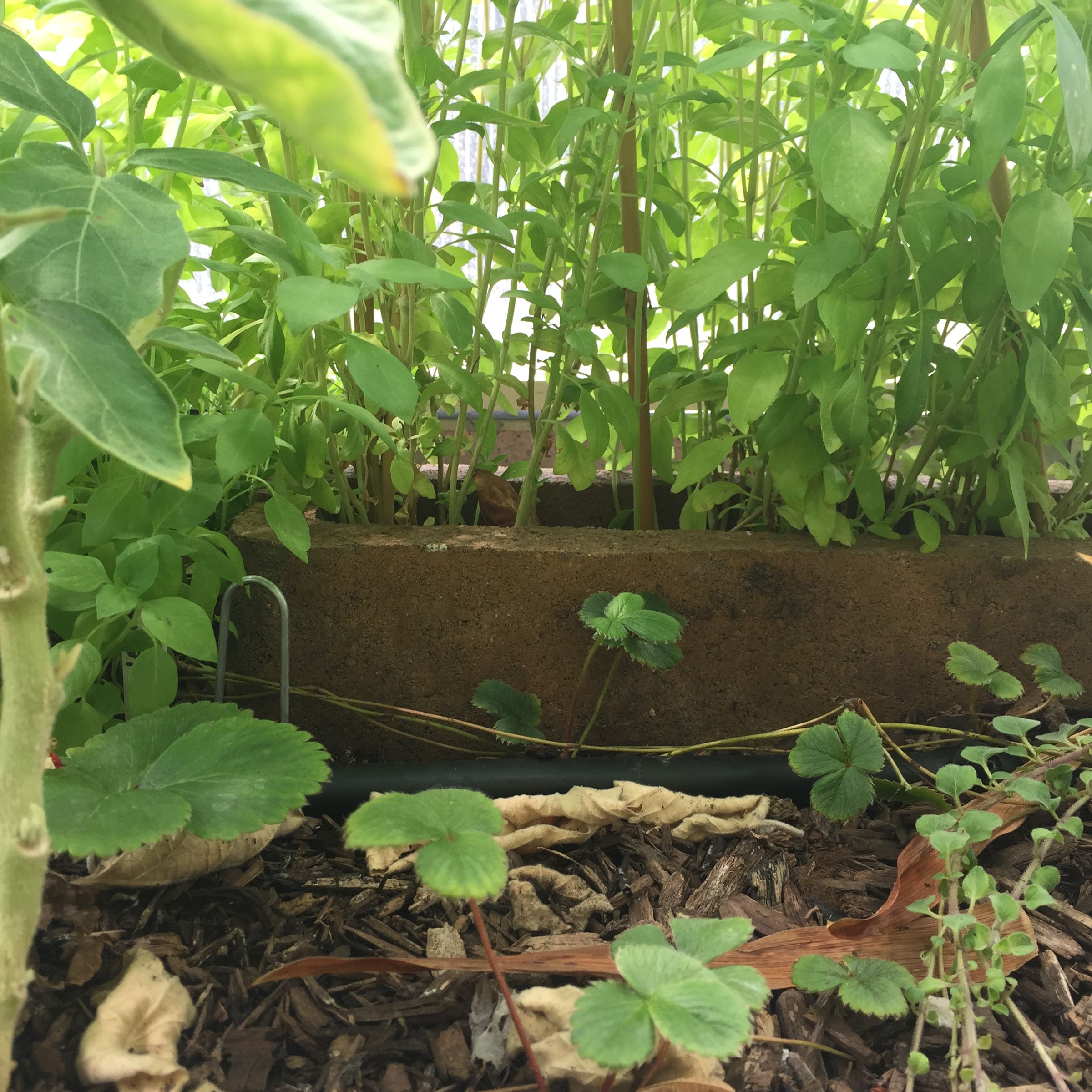 Greenhouse Modifications for Hot Climates : 8 Steps (with Pictures ...