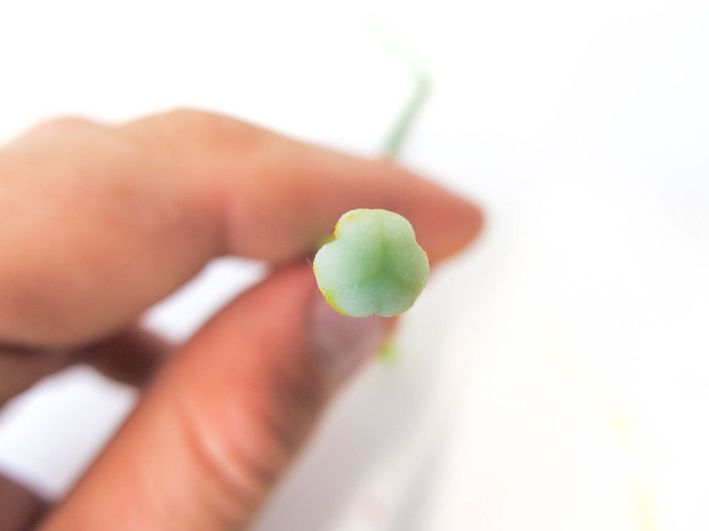 Flower Dissection 6 Steps with Pictures Instructables