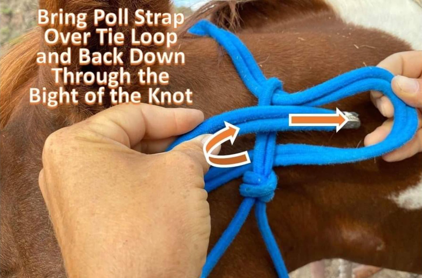 How to Halter a Horse -Fit & Tie a Rope Halter- : 6 Steps (with ...