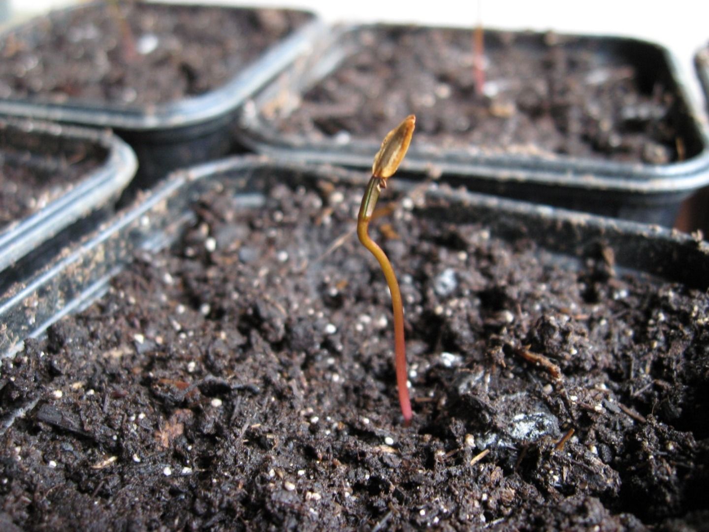 Grow Your Own Giant Sequoia Tree : 6 Steps (with Pictures) - Instructables