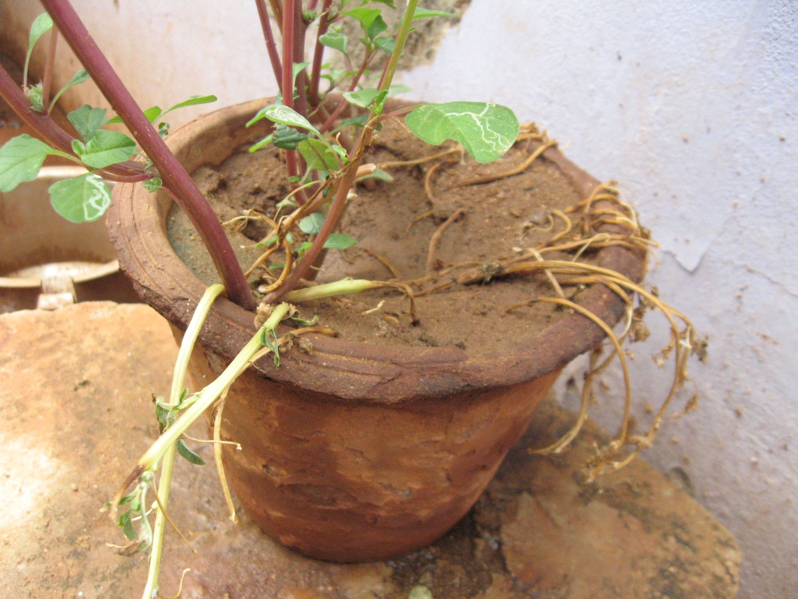 How to Grow Amaranth From Stems and Collect Seeds : 5 Steps (with ...