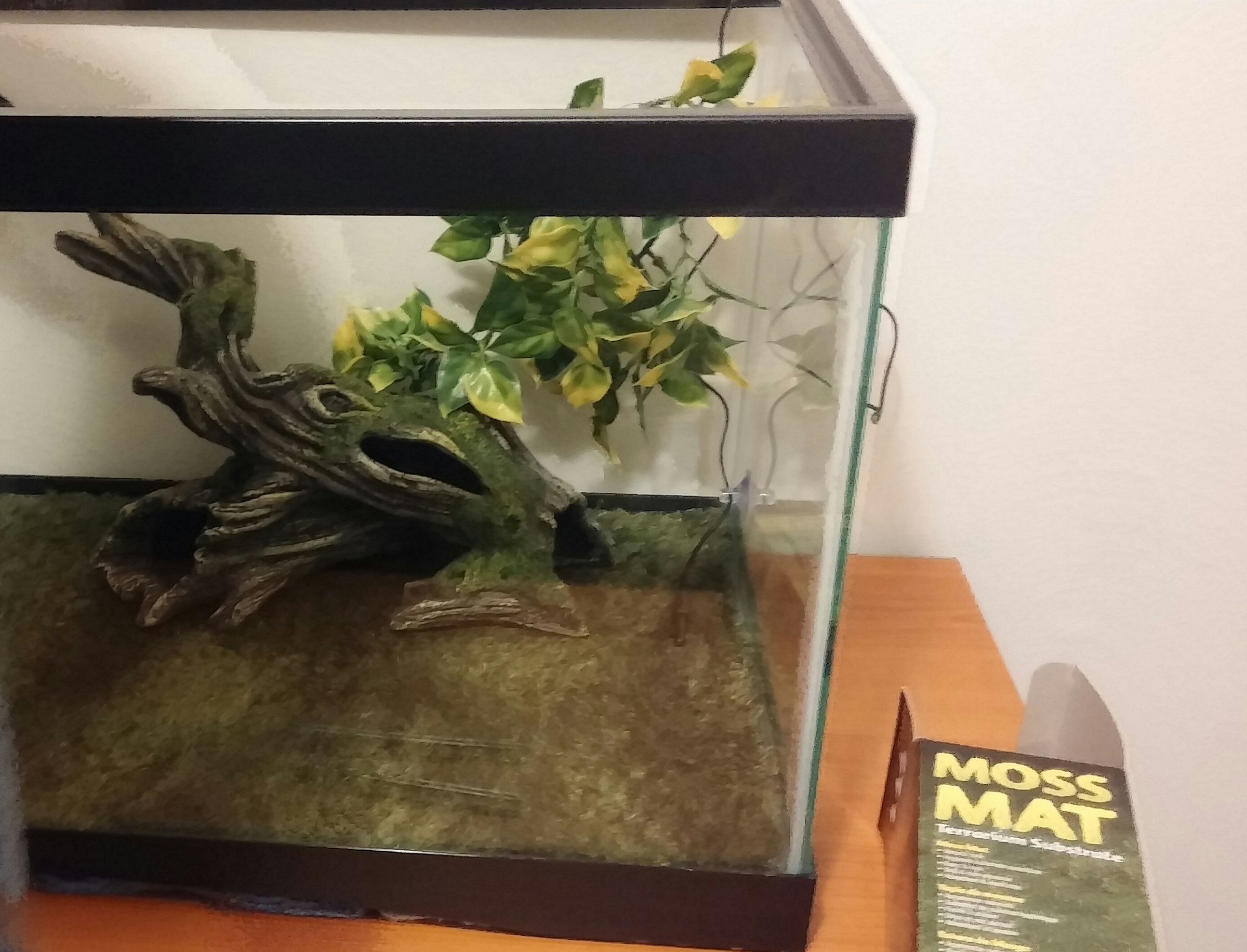 How to Set Up a Reptile Terrarium : 8 Steps (with Pictures) - Instructables