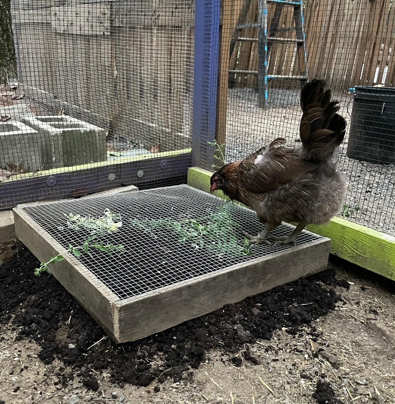 Grazing Frame for Backyard Chickens : 5 Steps (with Pictures ...