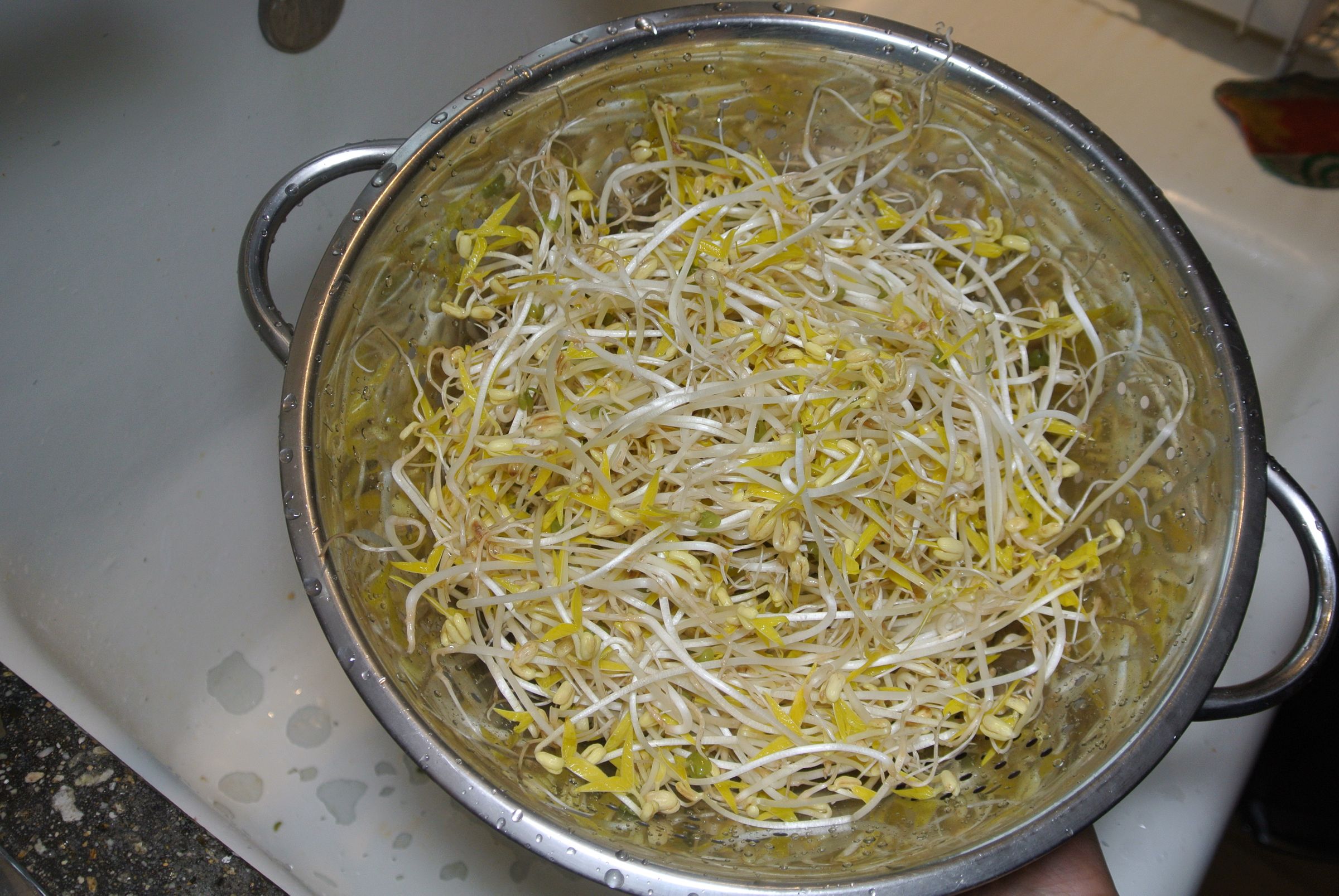 Growing Bean Sprouts : 7 Steps (with Pictures) - Instructables