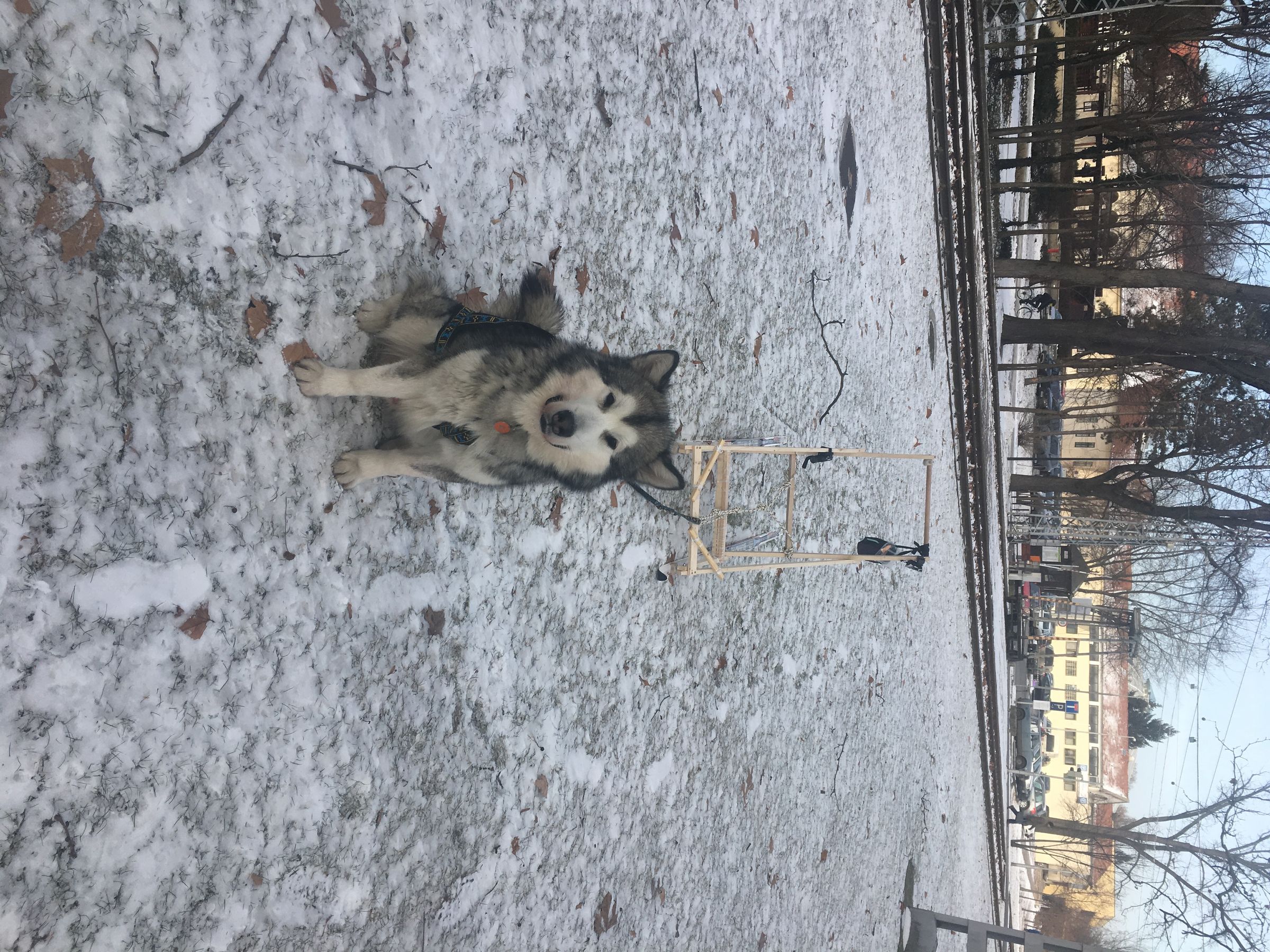 Homemade Dogsled (kicksled) : 8 Steps (with Pictures) - Instructables