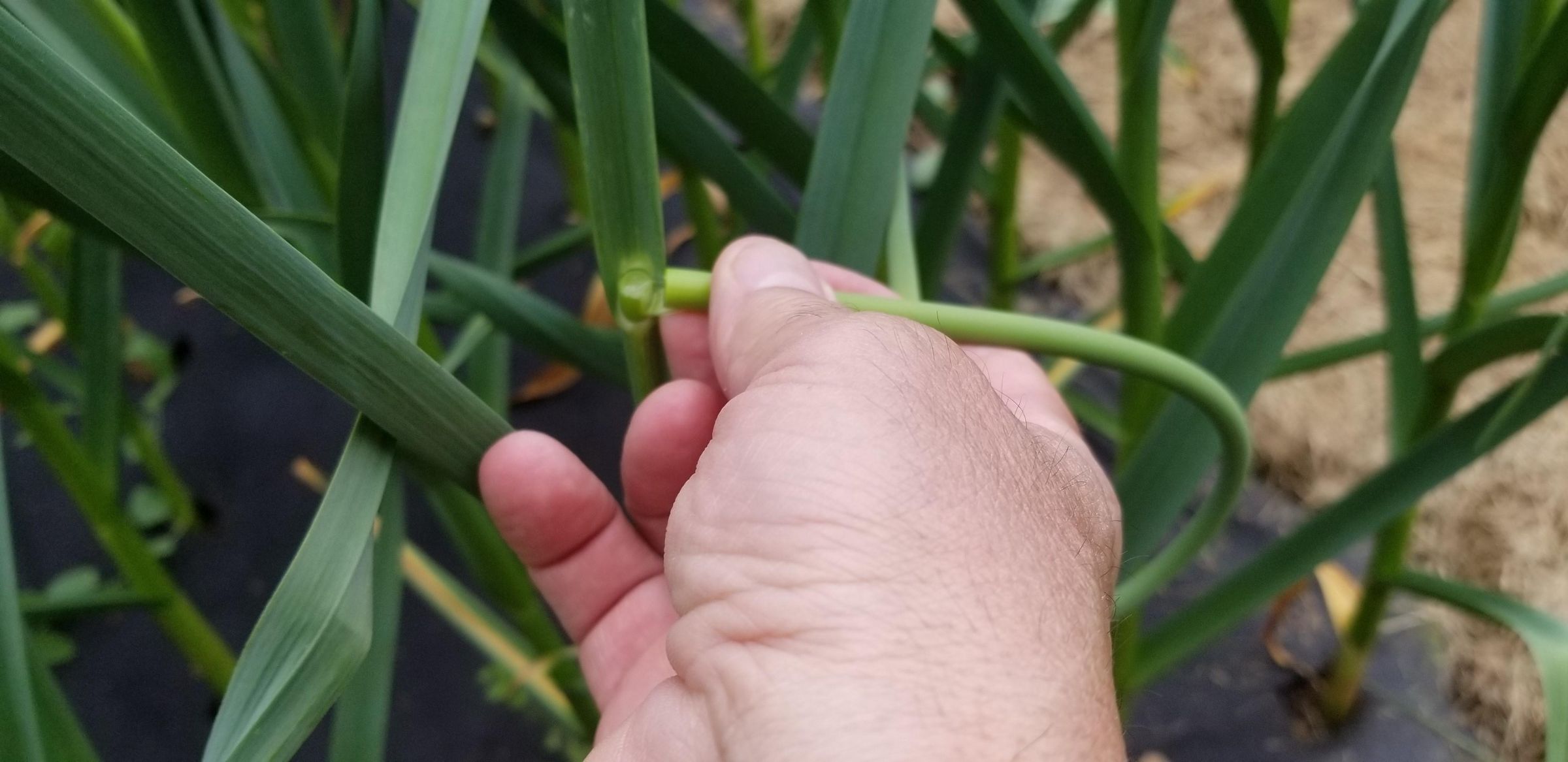 Garlic Gardening : 49 Steps (with Pictures) - Instructables
