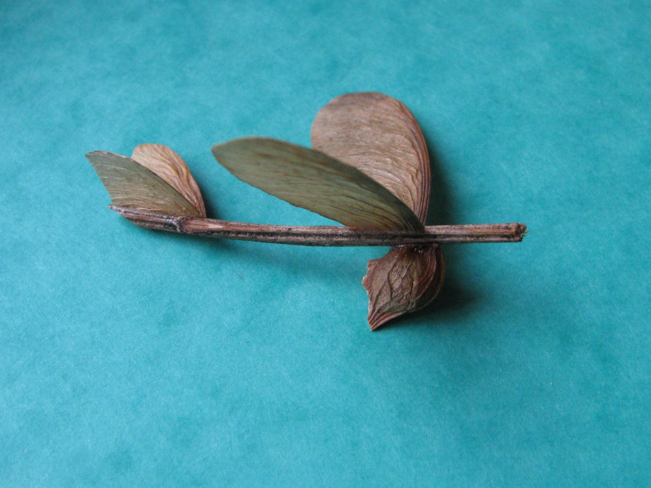 Maple Seed Mini Glider : 5 Steps (with Pictures) - Instructables
