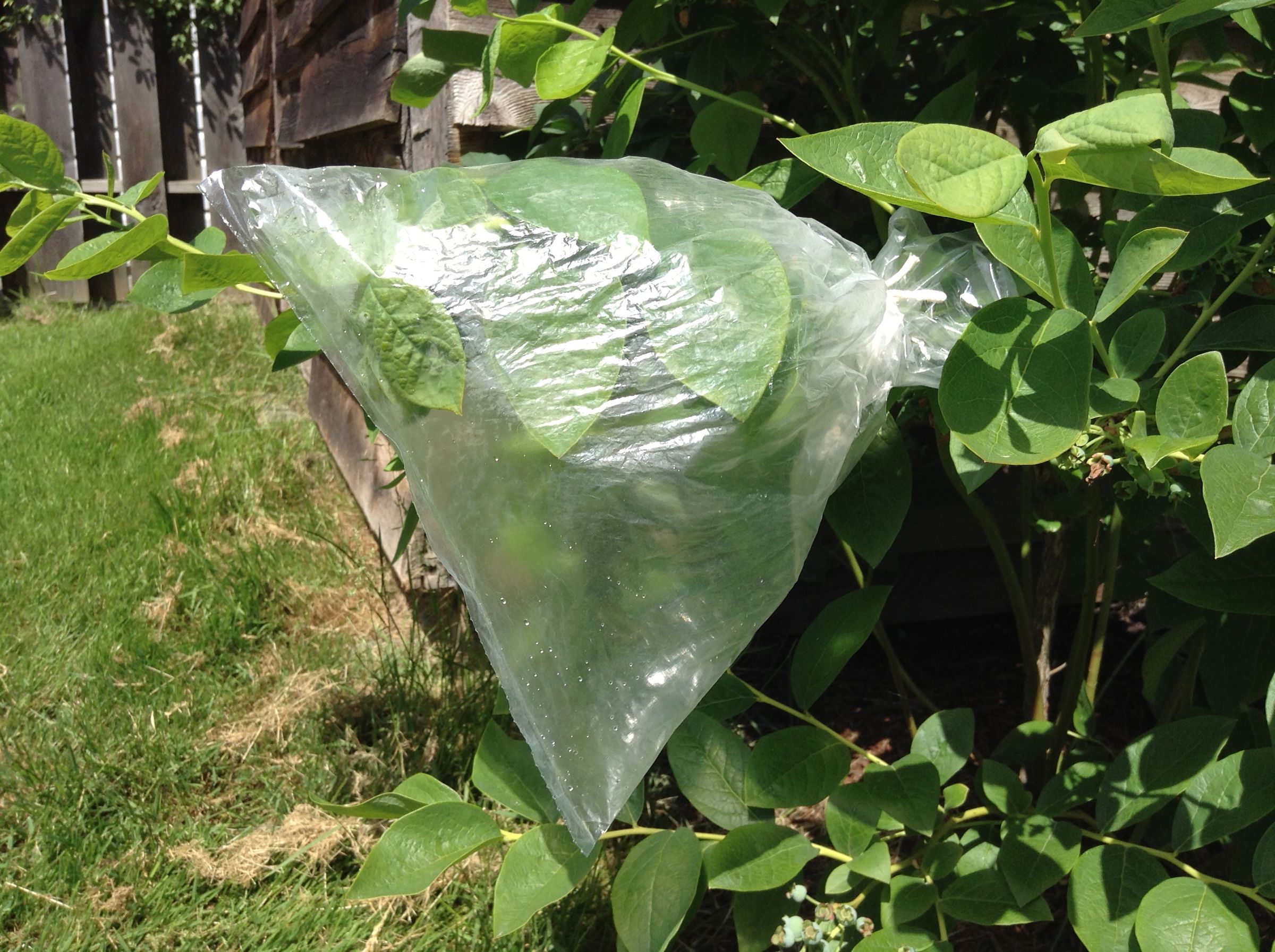 Extract Clean, Drinkable Water From Plants : 3 Steps (with Pictures ...