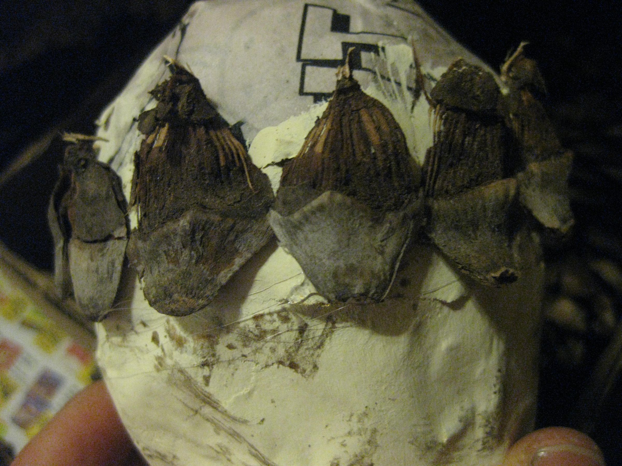 Giant Acorns : 3 Steps - Instructables