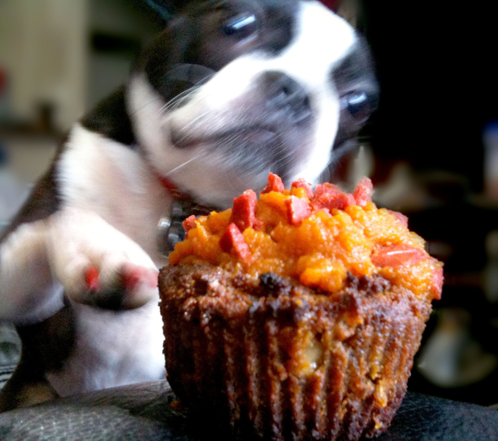 PupCakes! : 4 Steps (with Pictures) - Instructables
