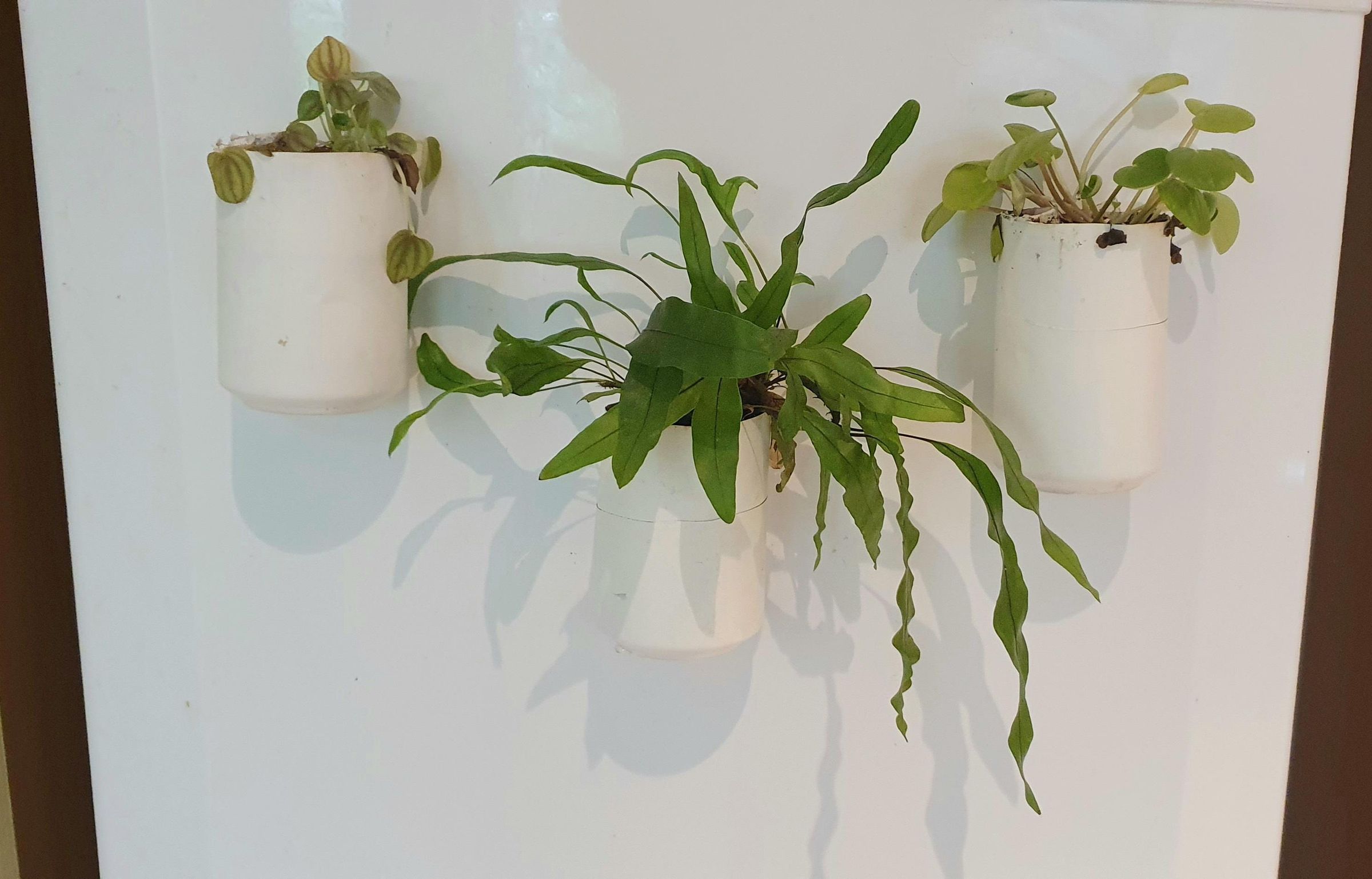 Self Watering Fridge Garden : 7 Steps - Instructables