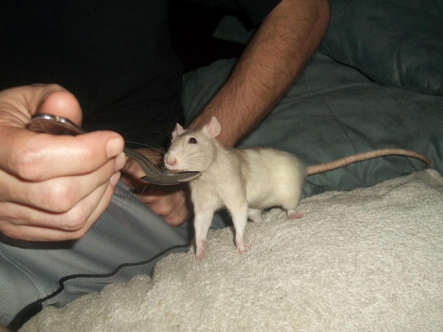 How to Catch and Escaped Pet Rat : 6 Steps - Instructables