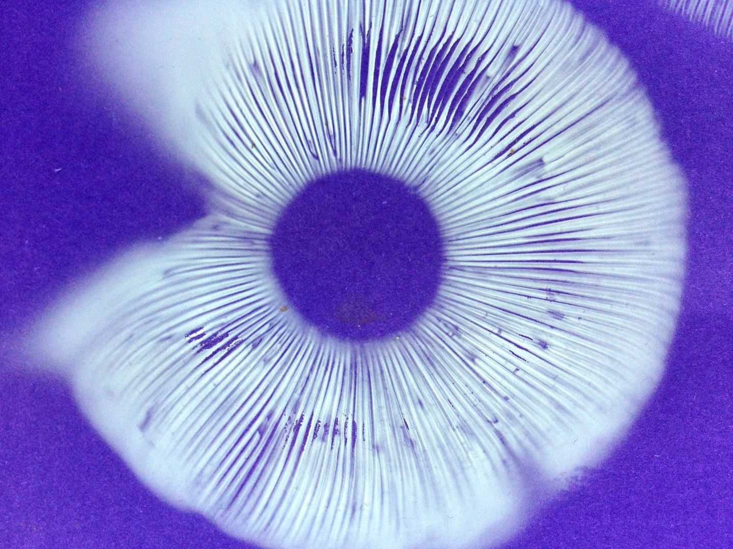 Mushroom Spore Prints : 5 Steps (with Pictures) - Instructables