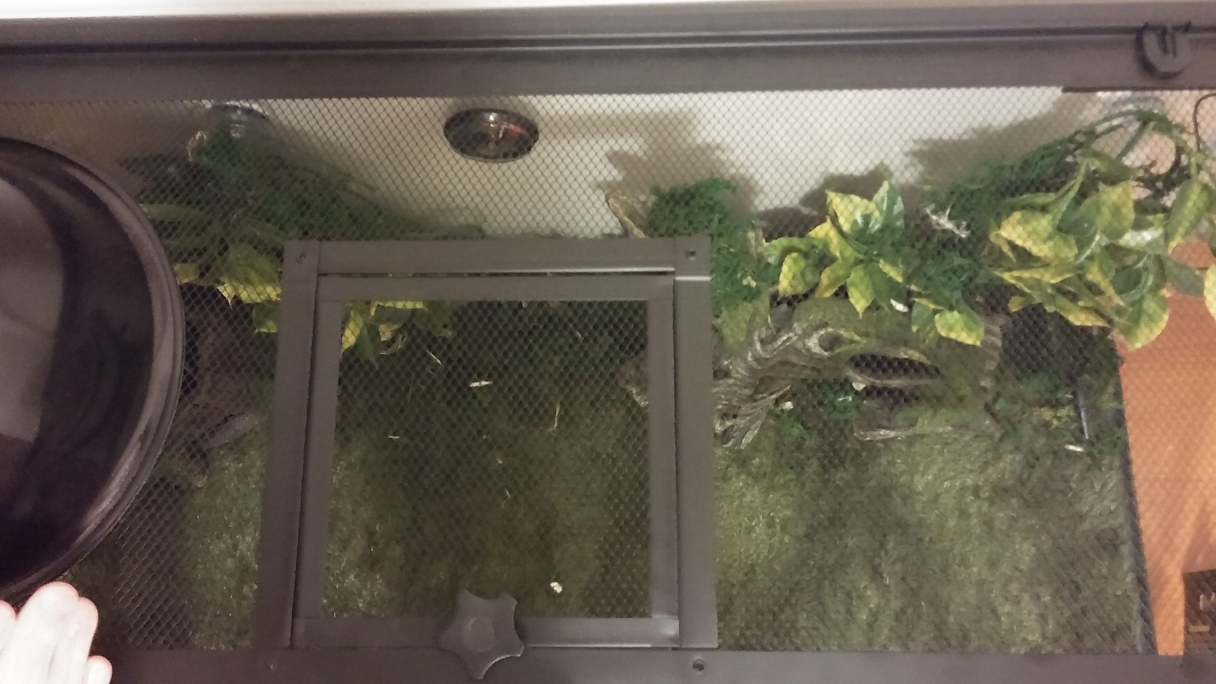 How to Set Up a Reptile Terrarium : 8 Steps (with Pictures) - Instructables