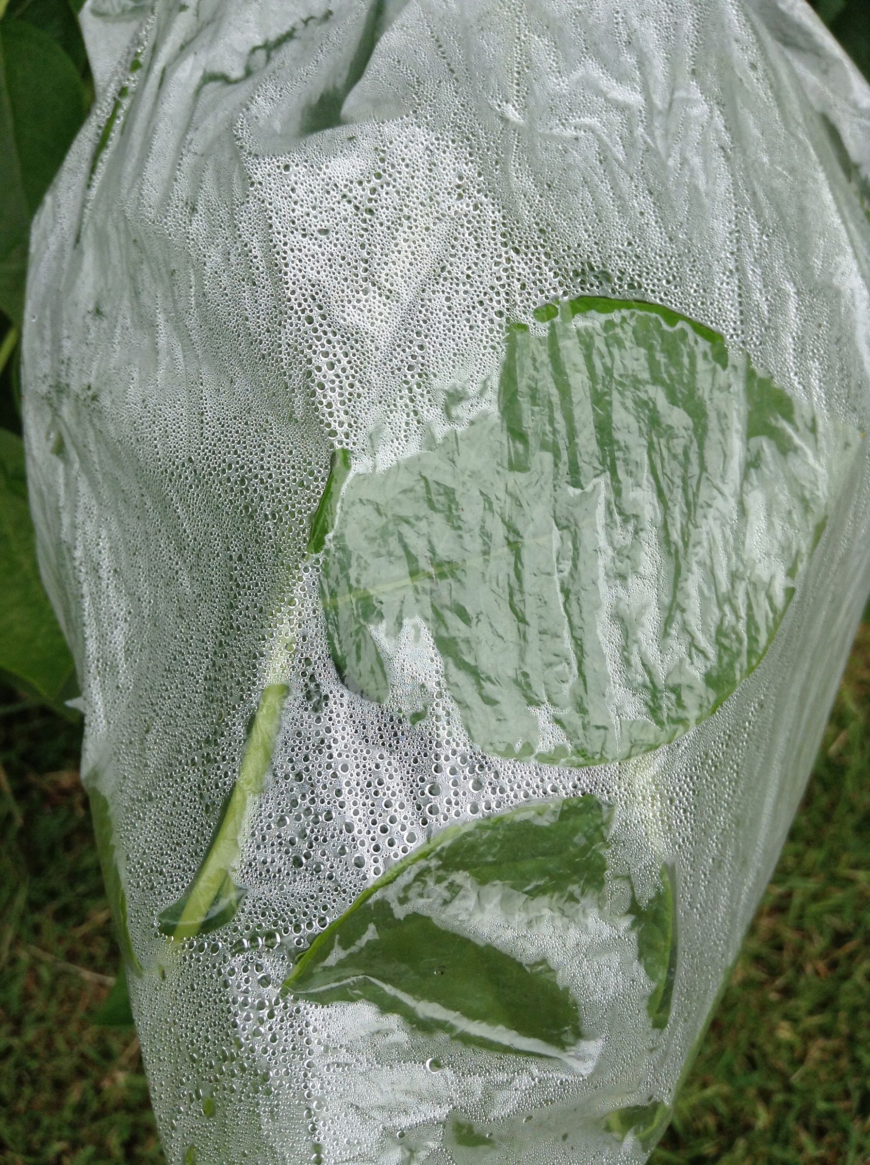 Extract Clean, Drinkable Water From Plants : 3 Steps (with Pictures ...