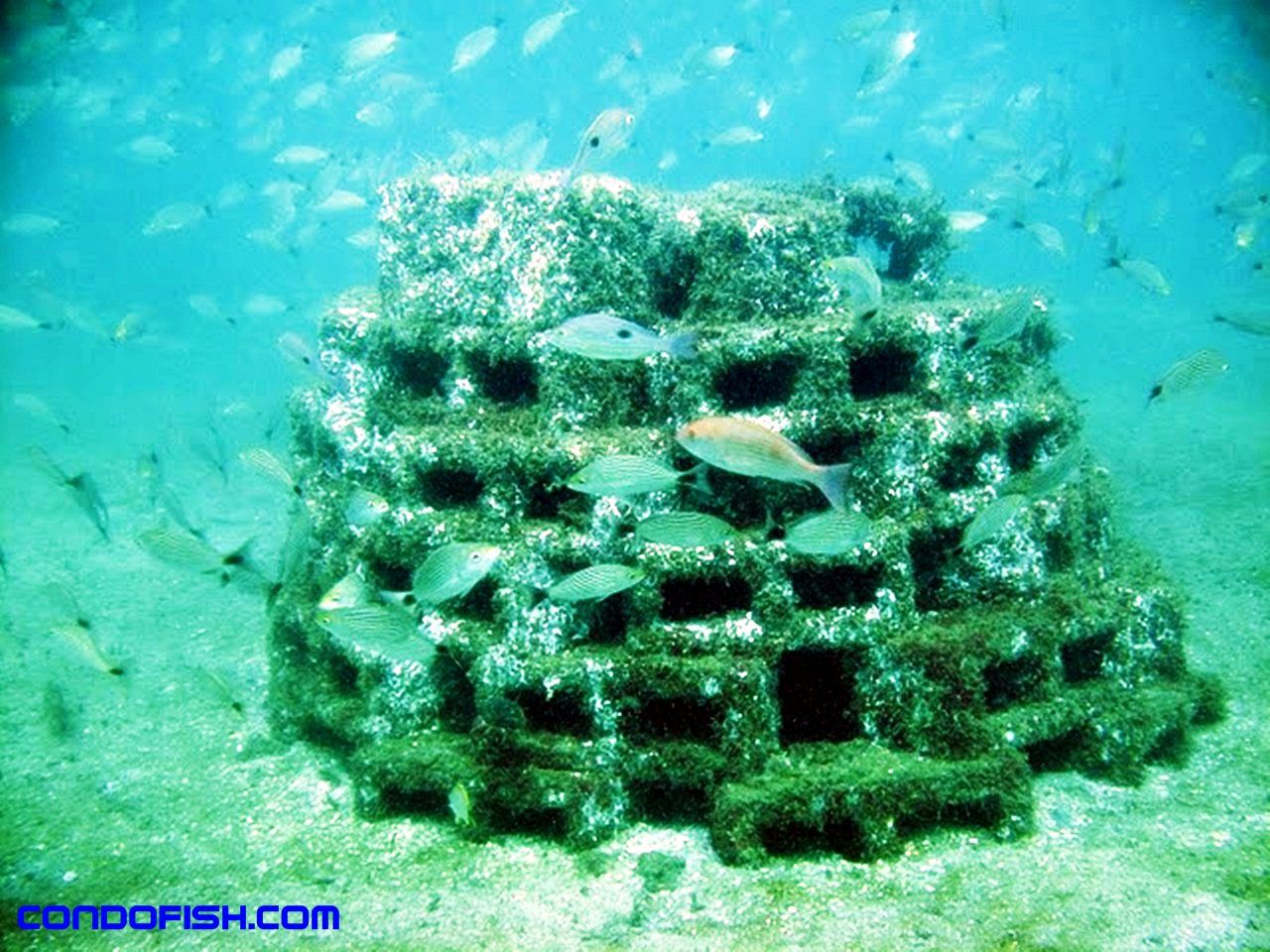 Build an Artificial Reef : 8 Steps (with Pictures) - Instructables