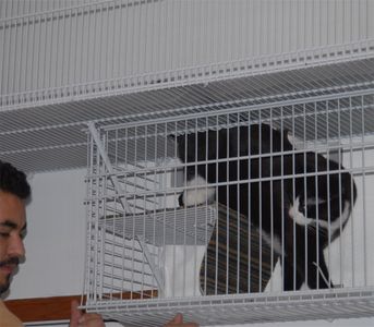 Cat Enclosure - Tunnel, Save Space ('CatWalk Is My Road' - AKahn ...