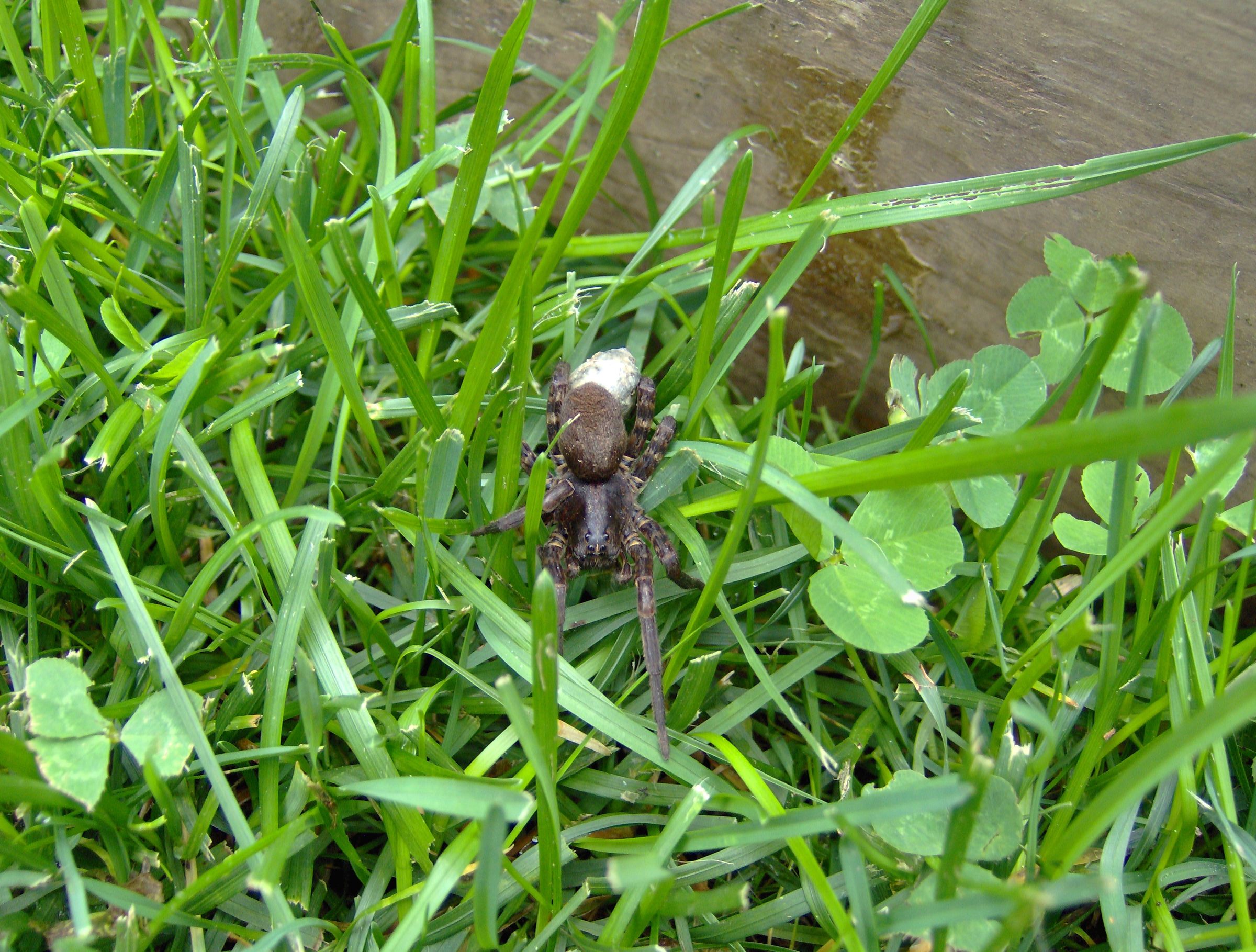 Spider Hunting! : 4 Steps (with Pictures) - Instructables