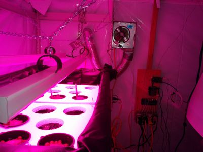 How to Build a Basement Hydroponic Garden : 20 Steps - Instructables