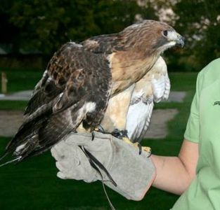 Wild Raptors - Bird Handling : 11 Steps (with Pictures) - Instructables