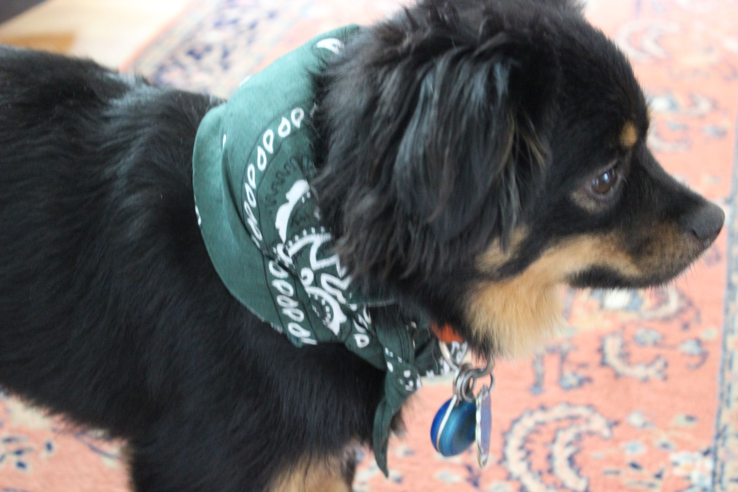 Dog (Or Human) Bandanna Ice Pack : 10 Steps (with Pictures) - Instructables