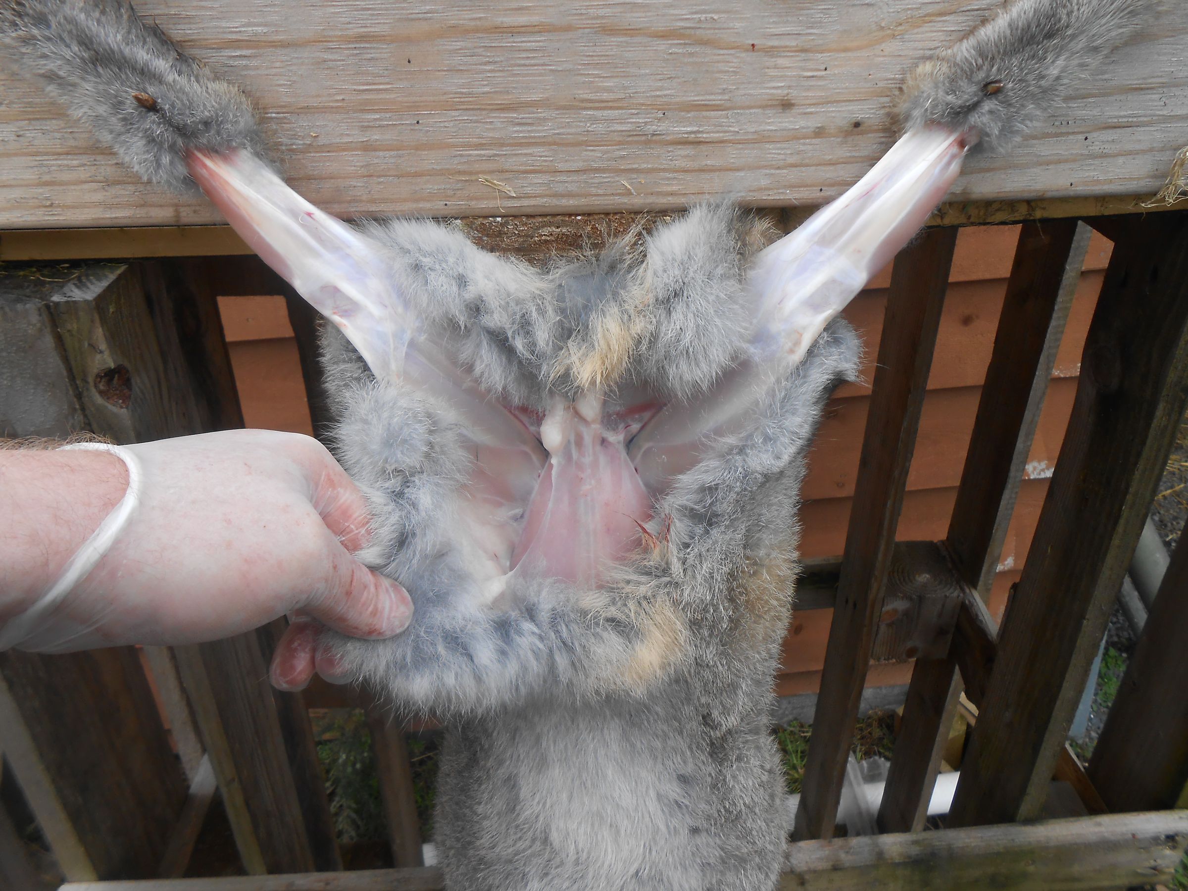 Simple Method to Butchering a Rabbit : 7 Steps - Instructables