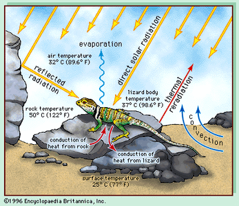 Reptile Tank Heating and Lighting Guide : 25 Steps (with Pictures ...