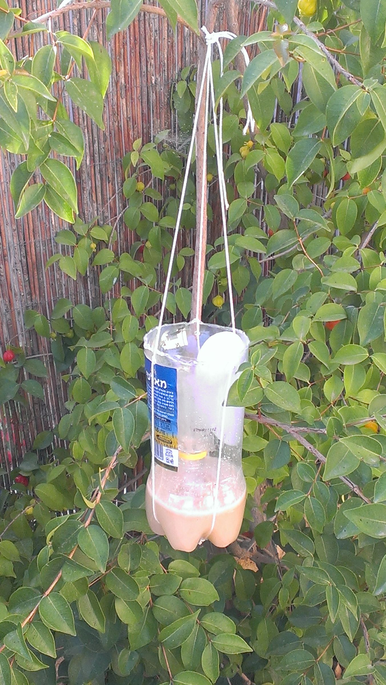The Best Fly Trap : 4 Steps - Instructables