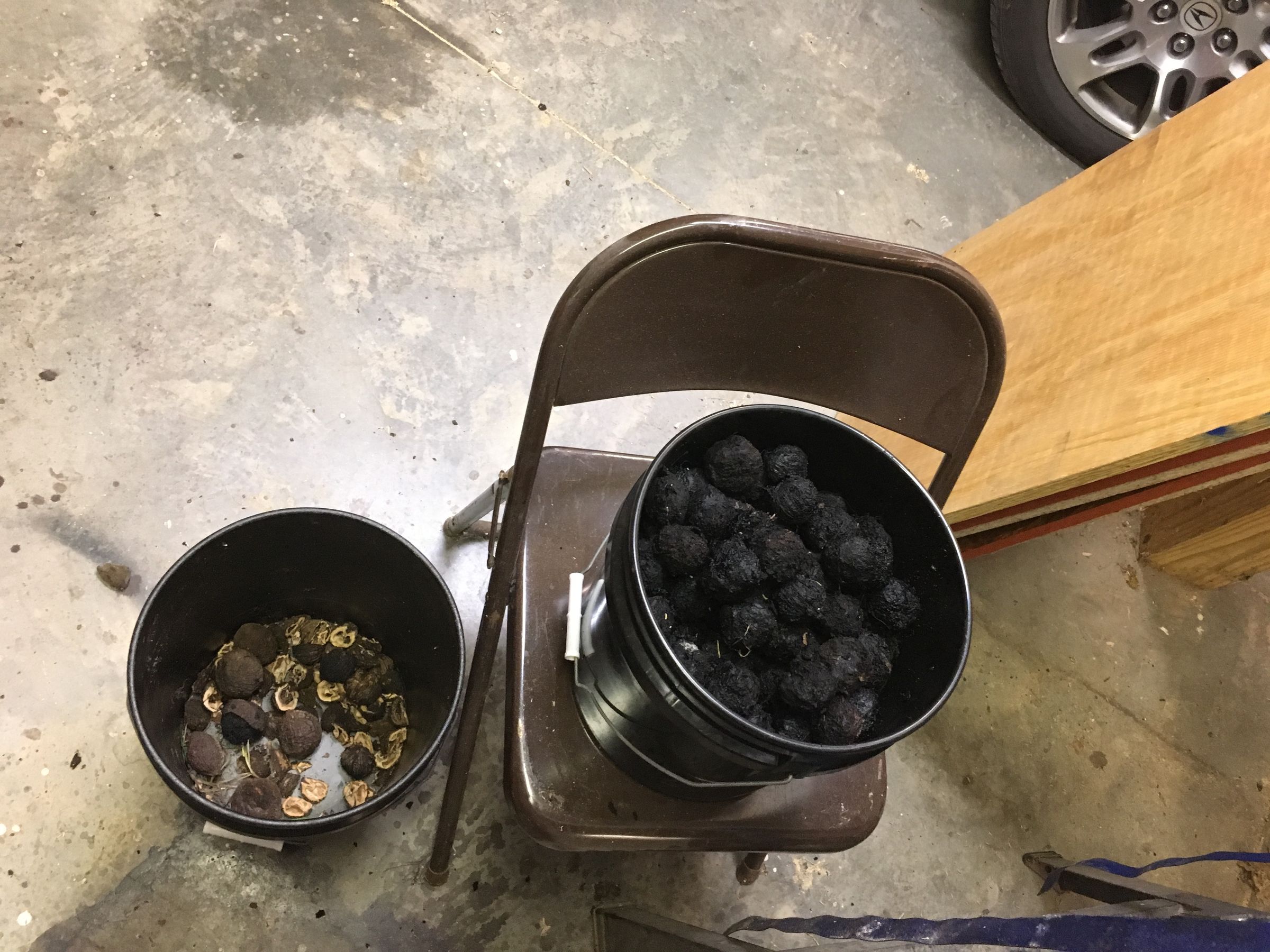 Harvesting and Processing Black Walnuts : 13 Steps - Instructables