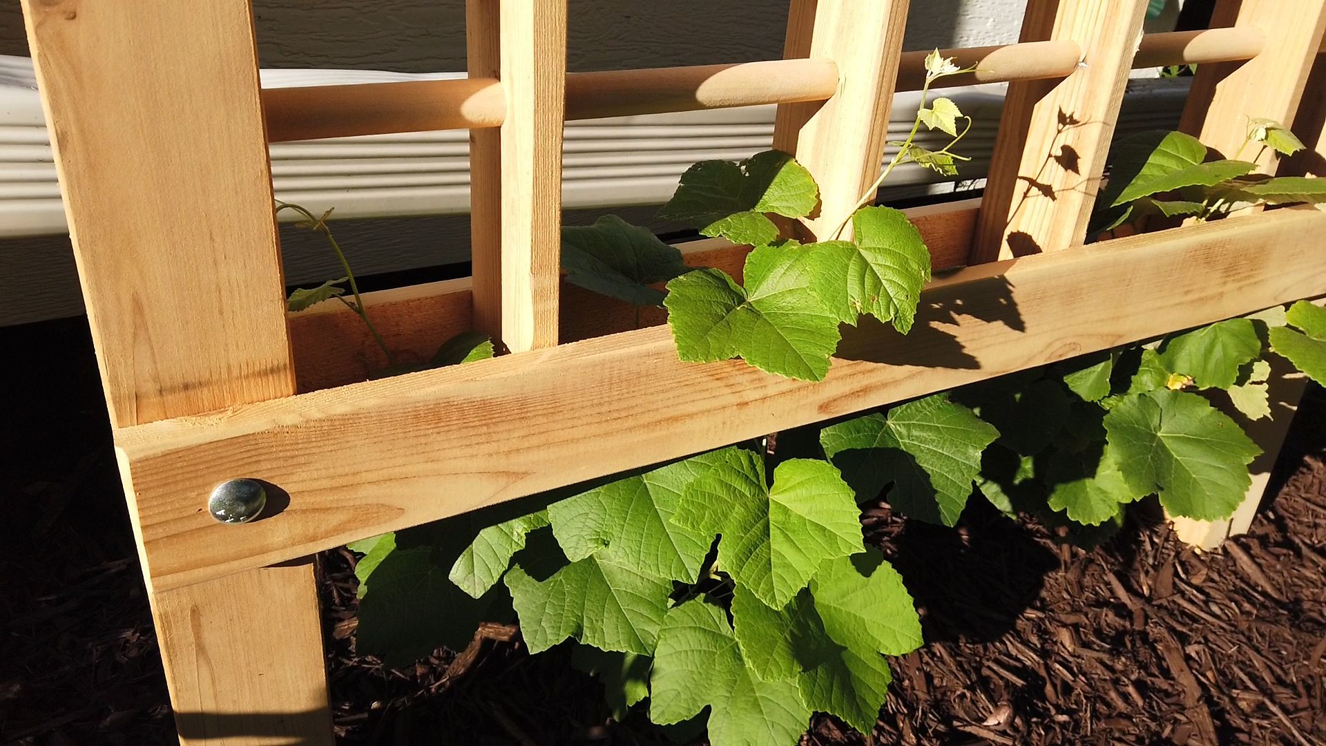 Building a Cedar Grape Trellis : 13 Steps (with Pictures) - Instructables