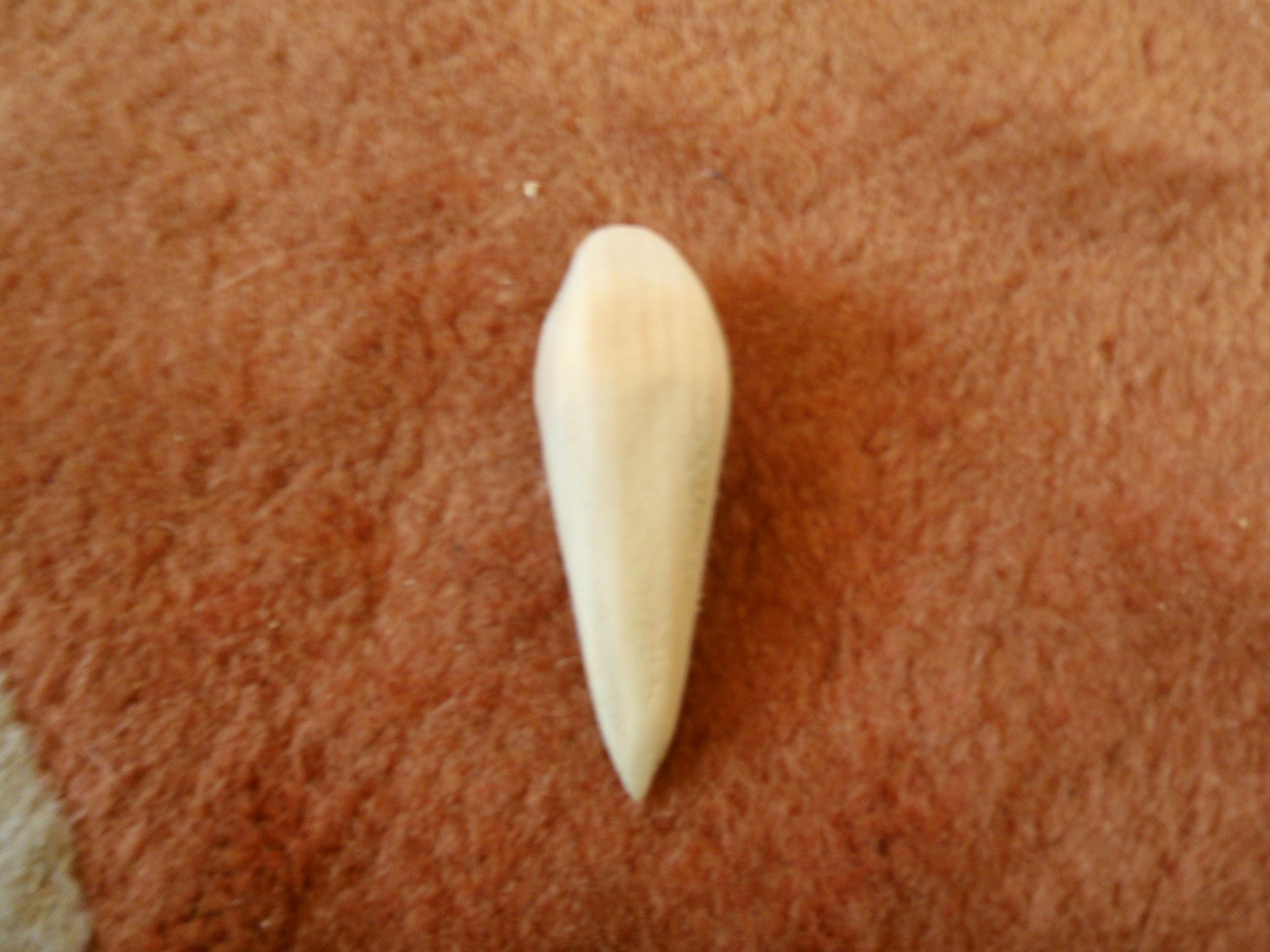 How to Make a Wooden Claw (or Fang) : 9 Steps - Instructables