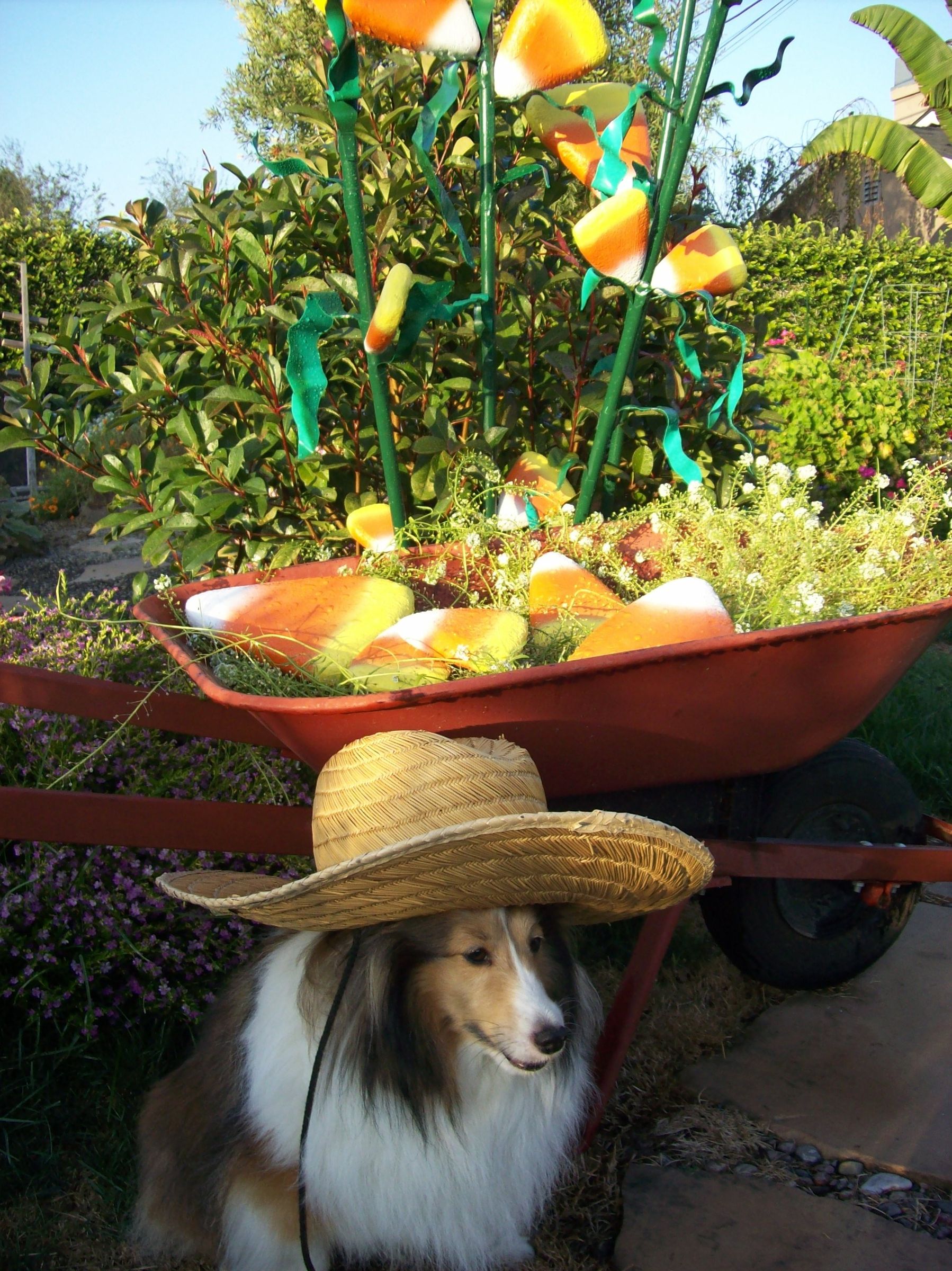 Candy Corn : 9 Steps (with Pictures) - Instructables