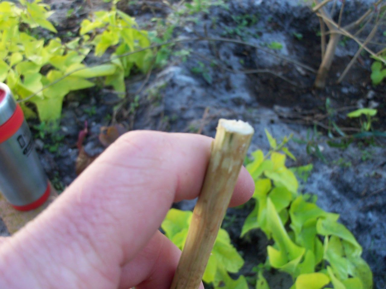 I Have a Whammy Diddle in My Pocket - How to Make a Gee-haw Stick Toy ...