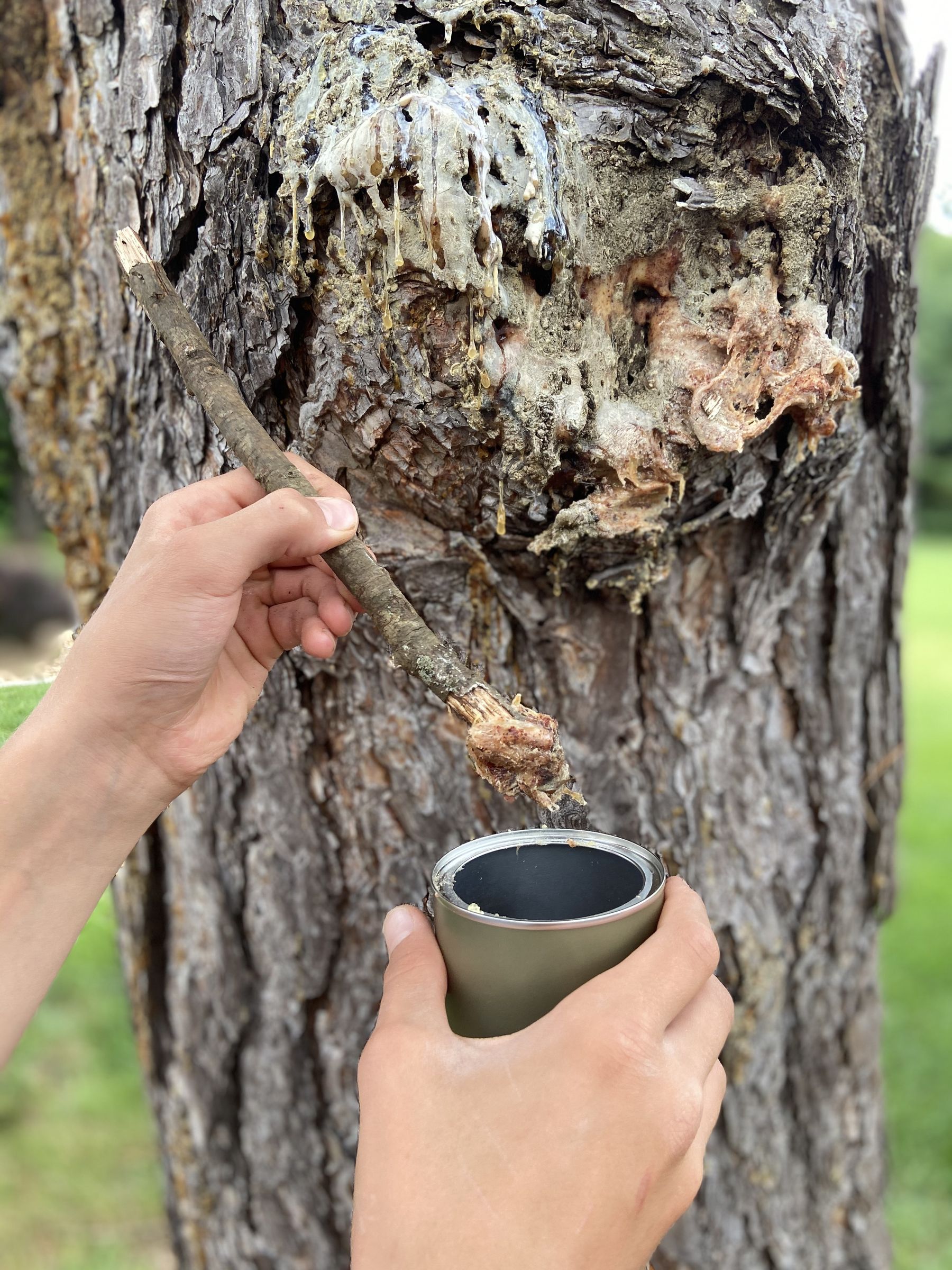 How to Make and Use Glue From Pine Resin : 6 Steps (with Pictures ...
