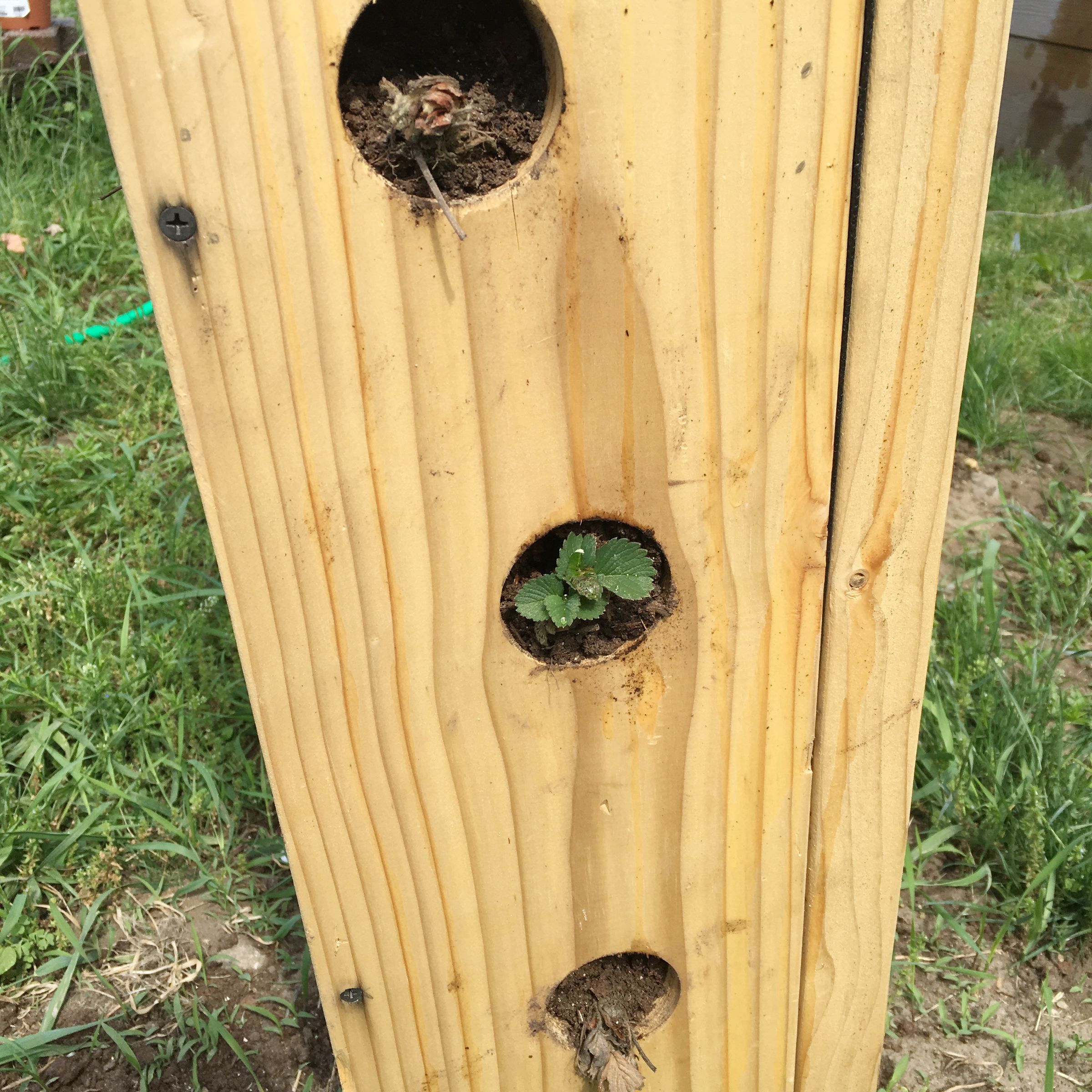 Tech & Engineering Class: Strawberry Towers : 8 Steps (with Pictures ...