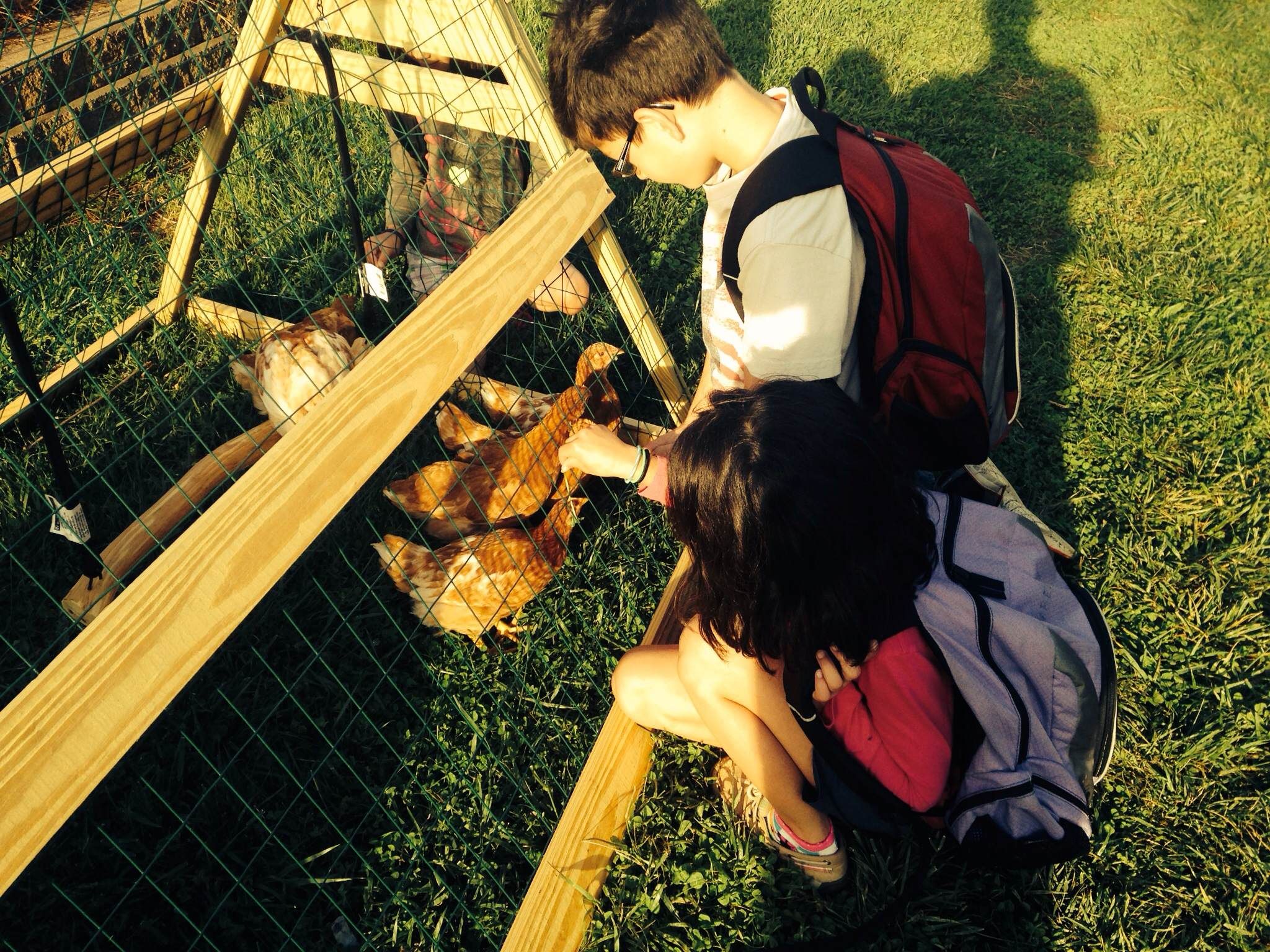 Chicken Swing : 4 Steps (with Pictures) - Instructables