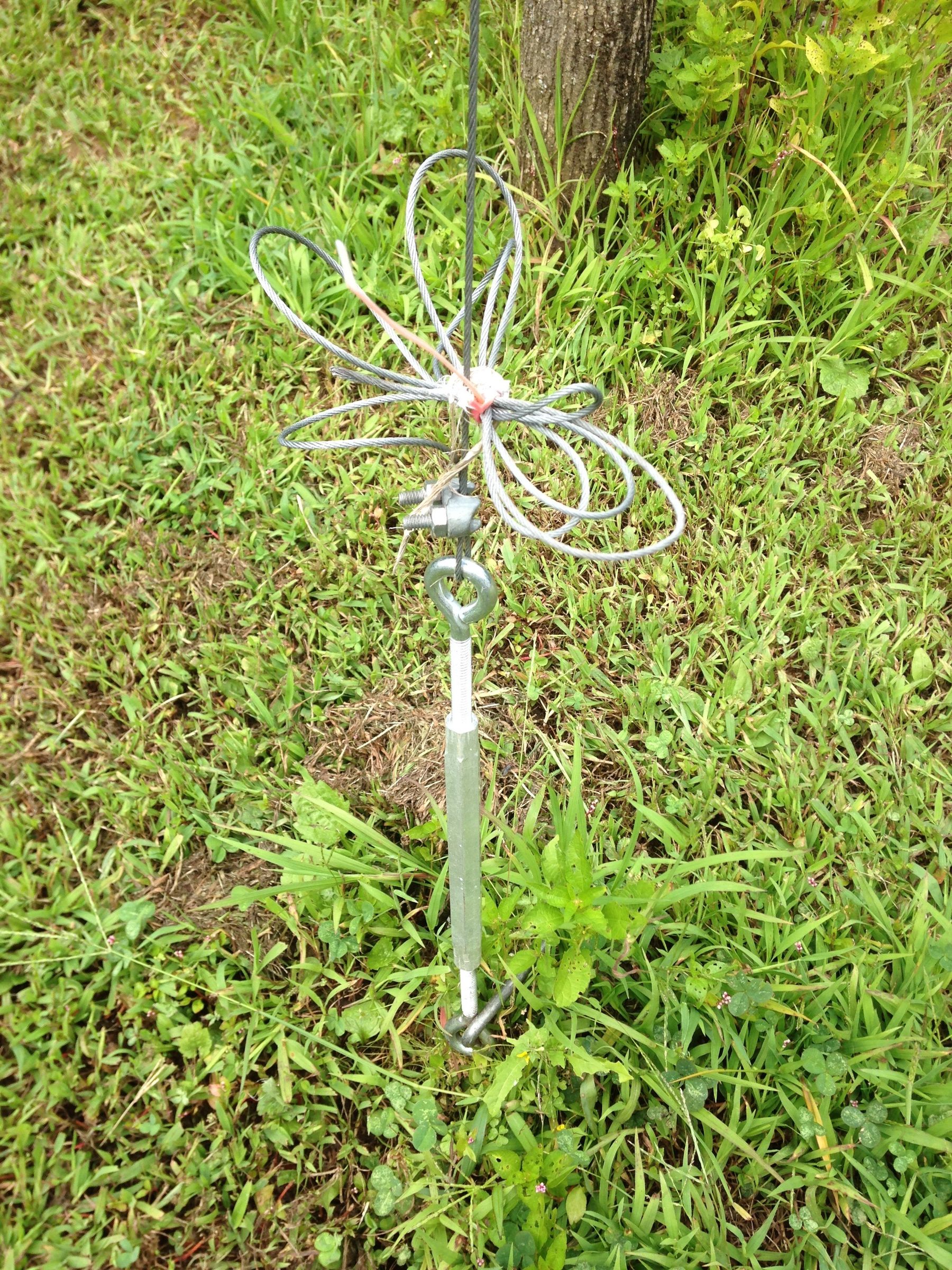 Growing Hops at Home : 9 Steps (with Pictures) - Instructables