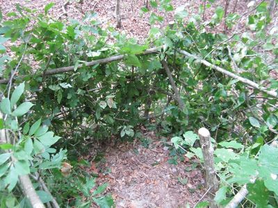 Building a Natural Ground Blind : 7 Steps - Instructables