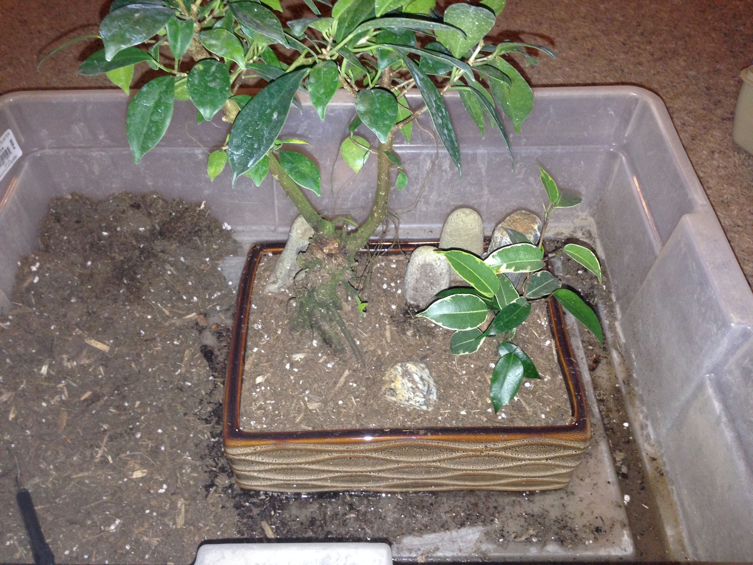 Bonsai Basics 1: Rescuing "Mallsai" : 7 Steps - Instructables