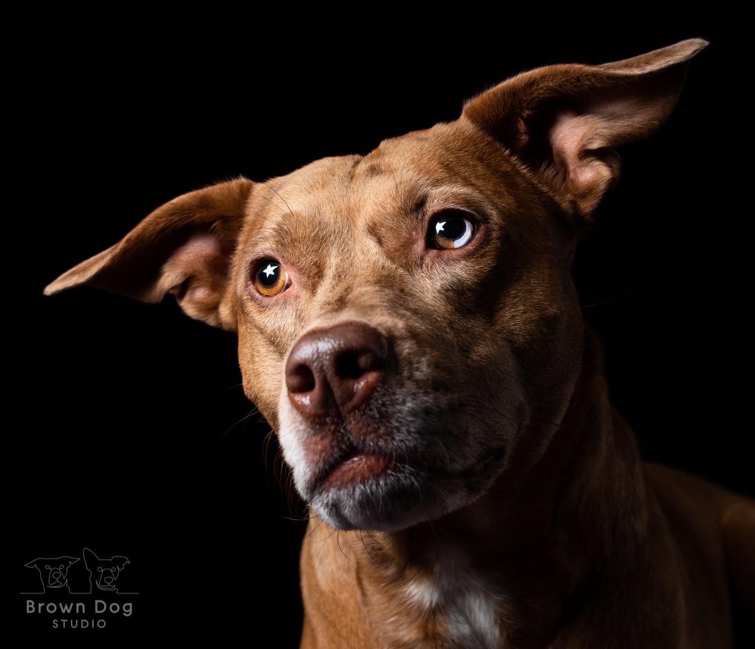 Changing the Shape of Catch Lights in Photography : 7 Steps (with ...